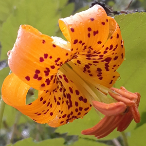 Columbia Lily in Roy, Washington